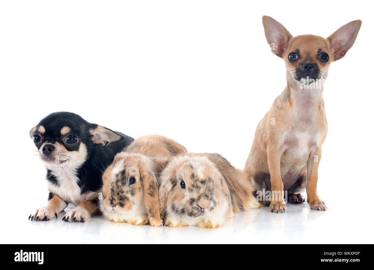 Lop Rabbit and chihuahua in front of white background Stock Photo - Alamy