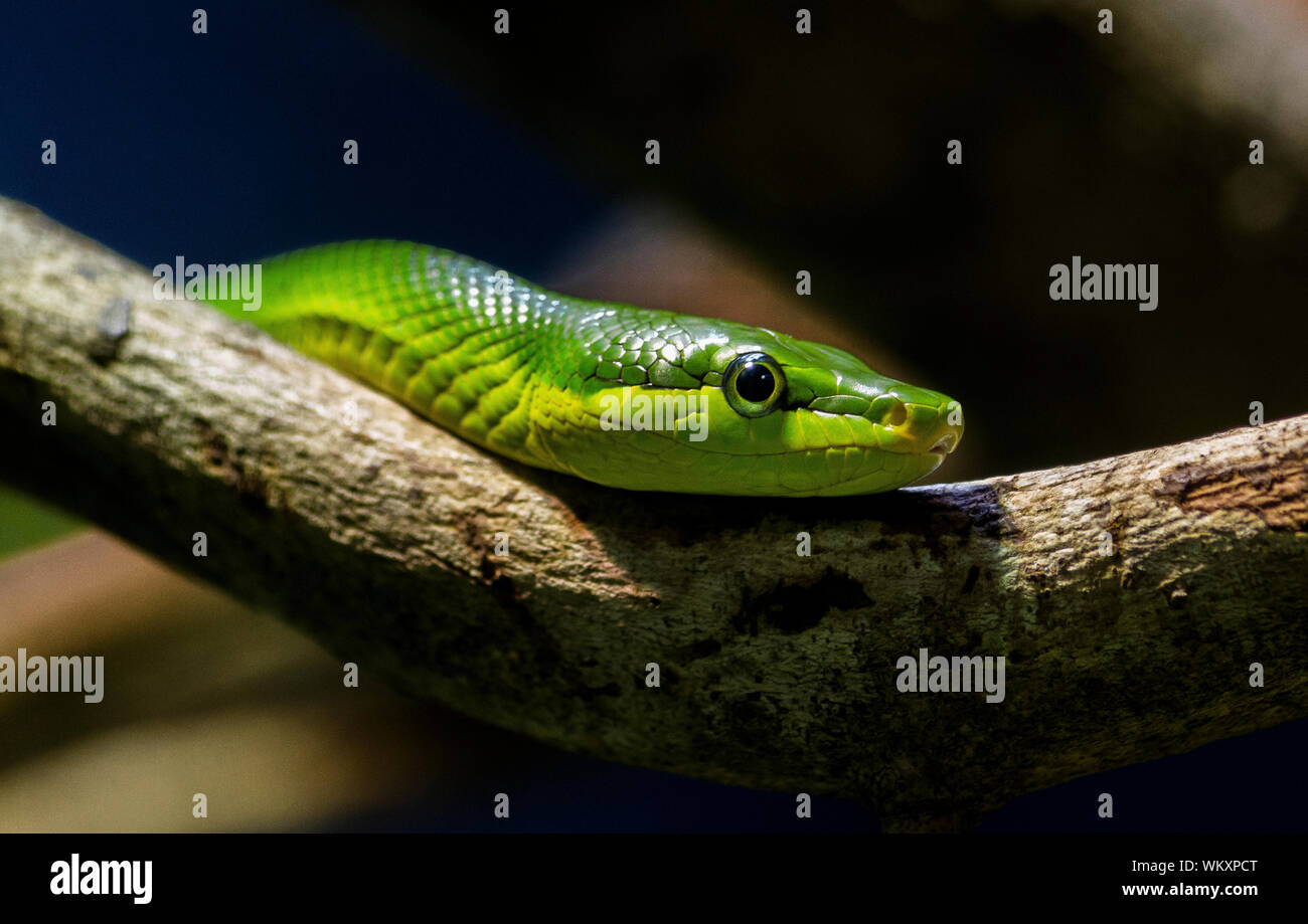 Rat snake close up hi-res stock photography and images - Alamy