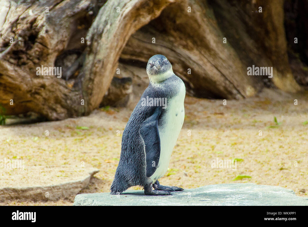 Penguin rock hi-res stock photography and images - Alamy