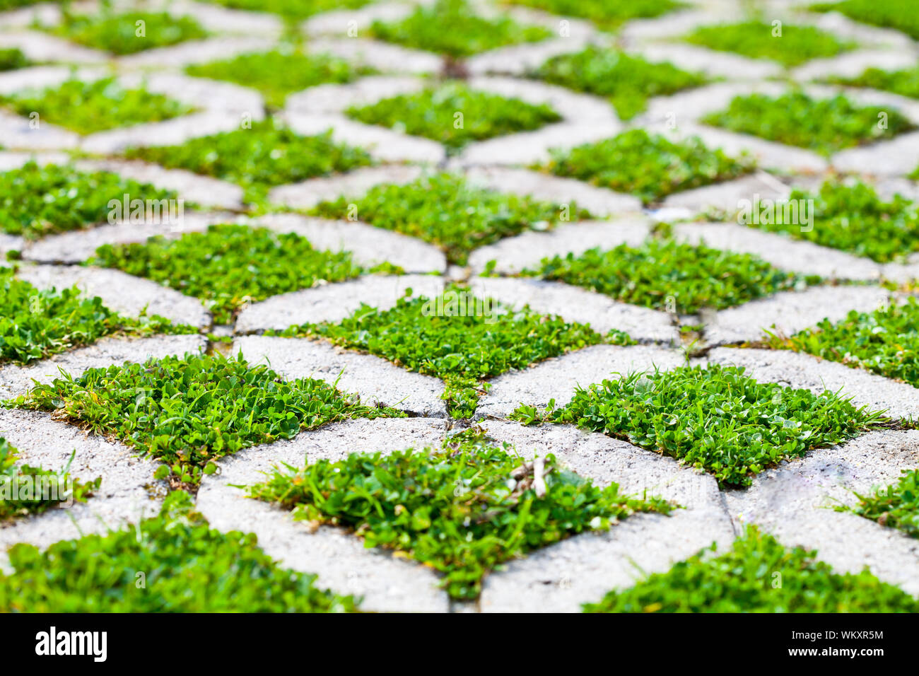 stone block walk path in the park with green grass background Stock ...
