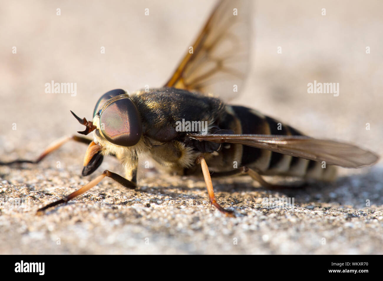 A large fly with compound eyes Stock Photo - Alamy