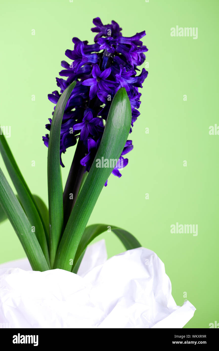 decorative hyacinth blossom green background Stock Photo - Alamy