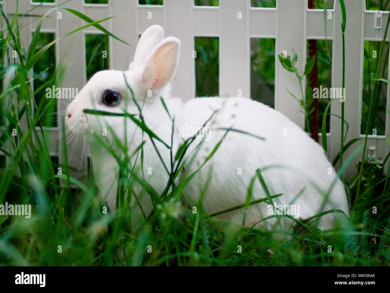 white rabbit near the fence Stock Photo - Alamy