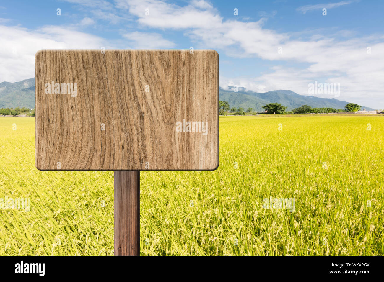 Blank wooden sign on field of paddy farm. Concept of rural, idyllic ...
