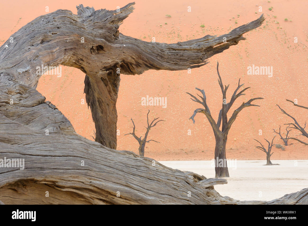 Tree skeleton at Deadvlei near Sossusvlei, Namibia Stock Photo - Alamy