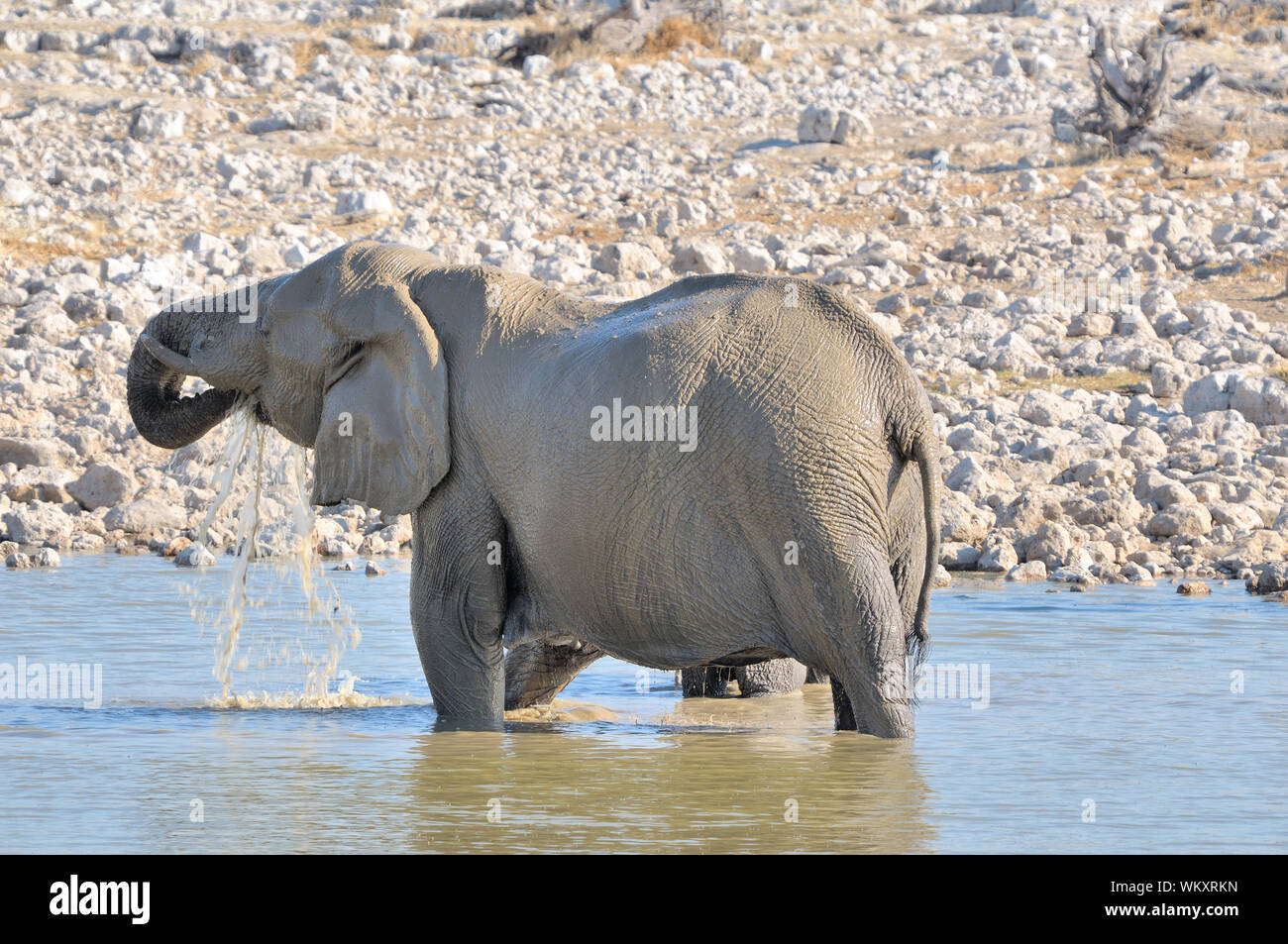 An Elephant taking a mud bath at the Okaukeujo waterhole, Etosha ...