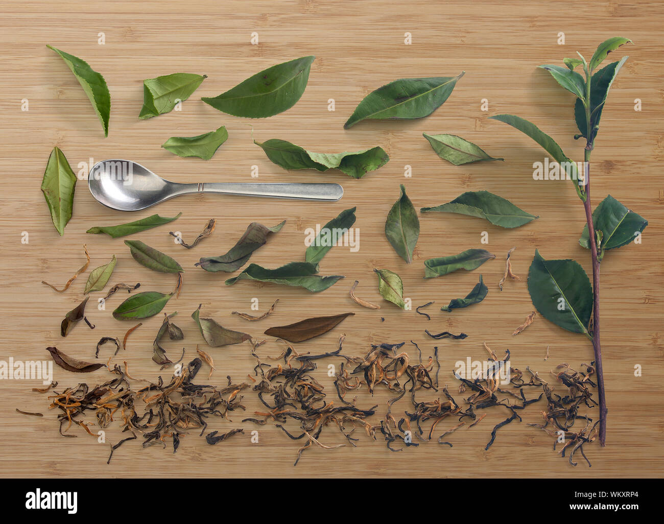 Tea leaves pattern hi-res stock photography and images - Alamy