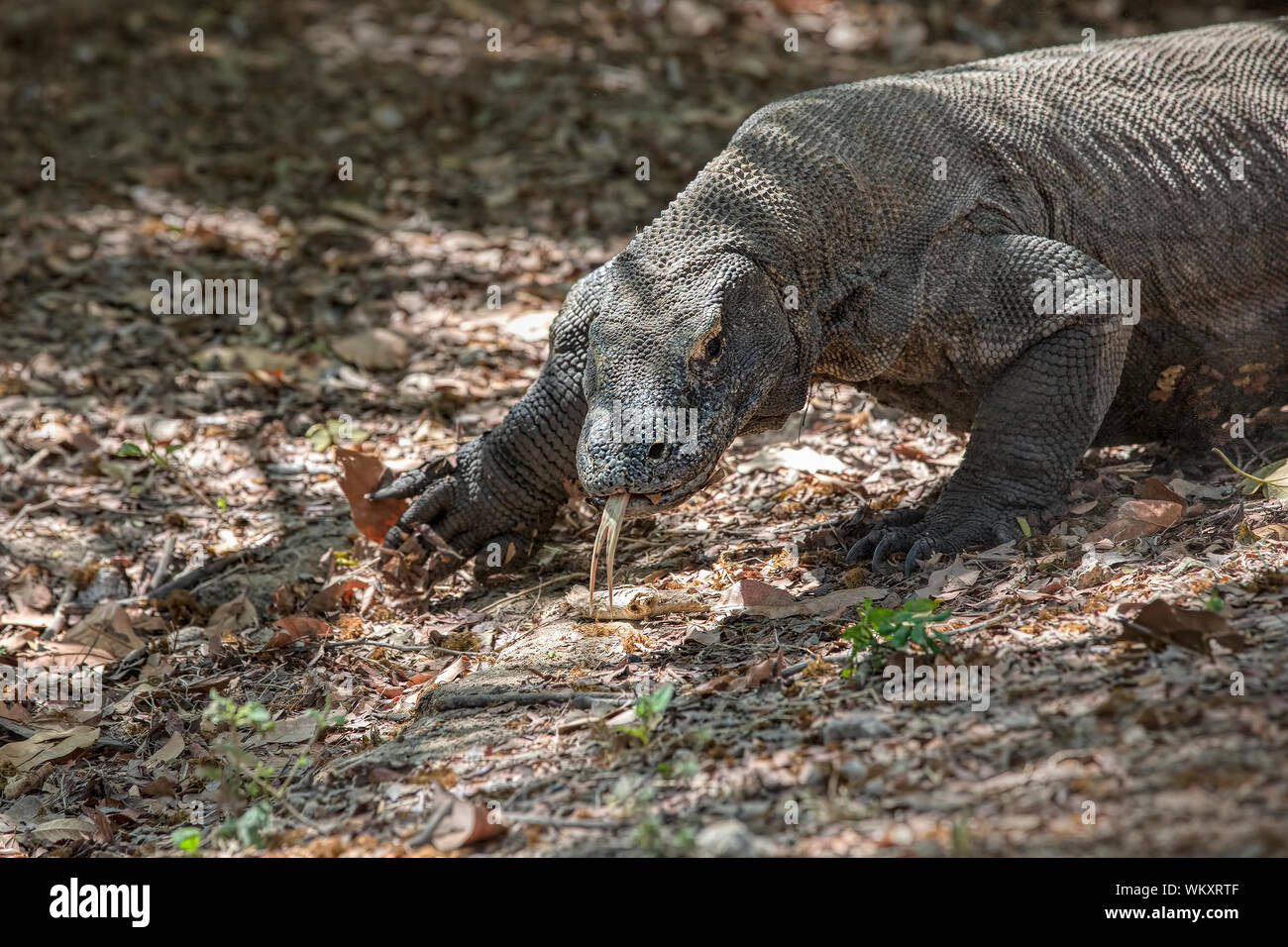 Komodo Dragon walking in the wild on Komodo Island Stock Photo - Alamy