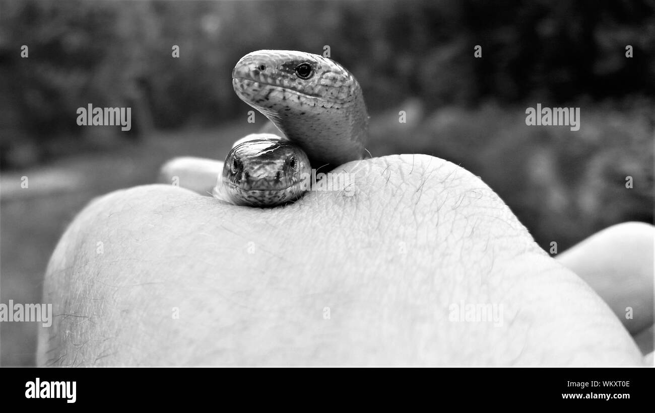 Real Lizards High Resolution Stock Photography and Images - Alamy