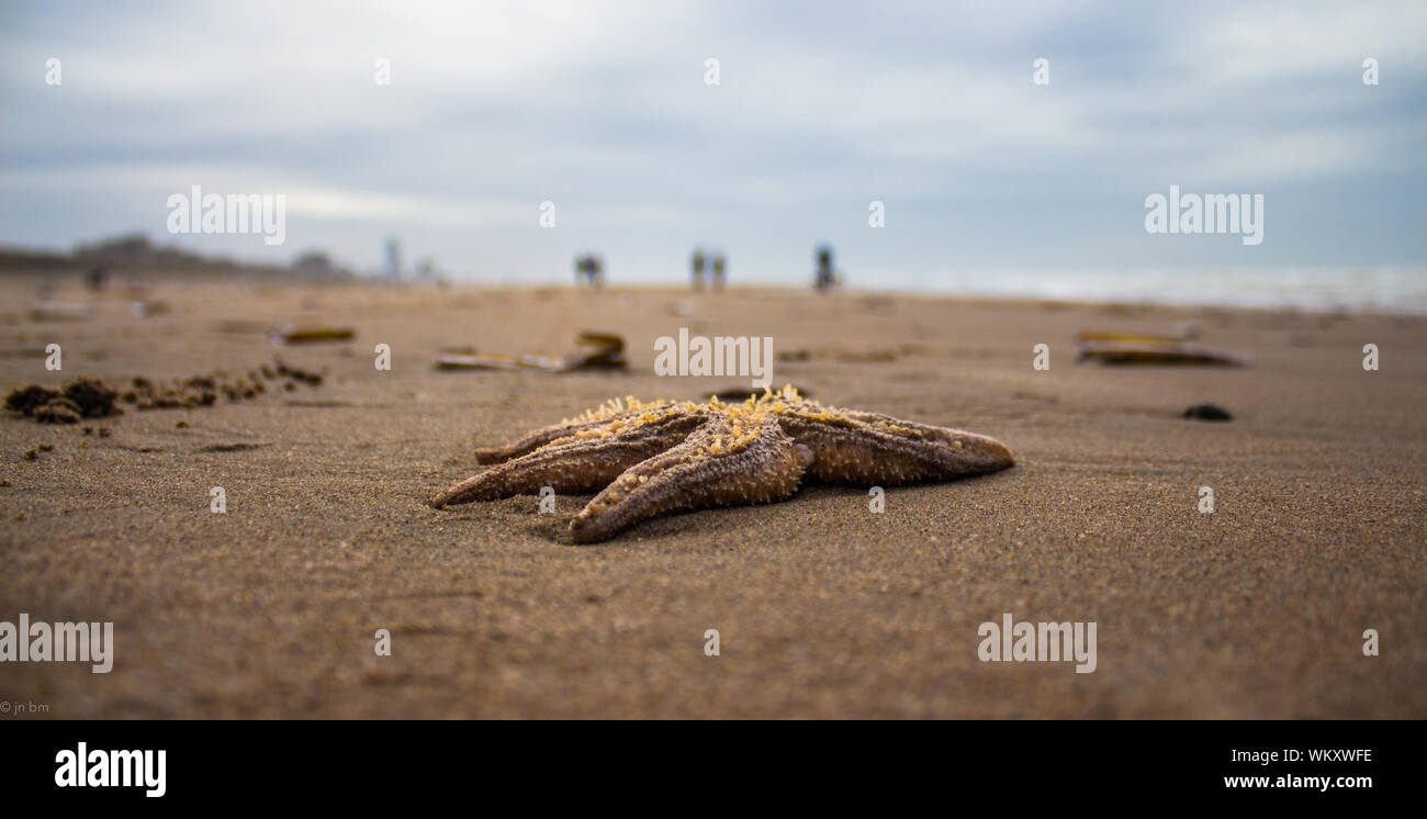Starfish and beach hi-res stock photography and images - Alamy