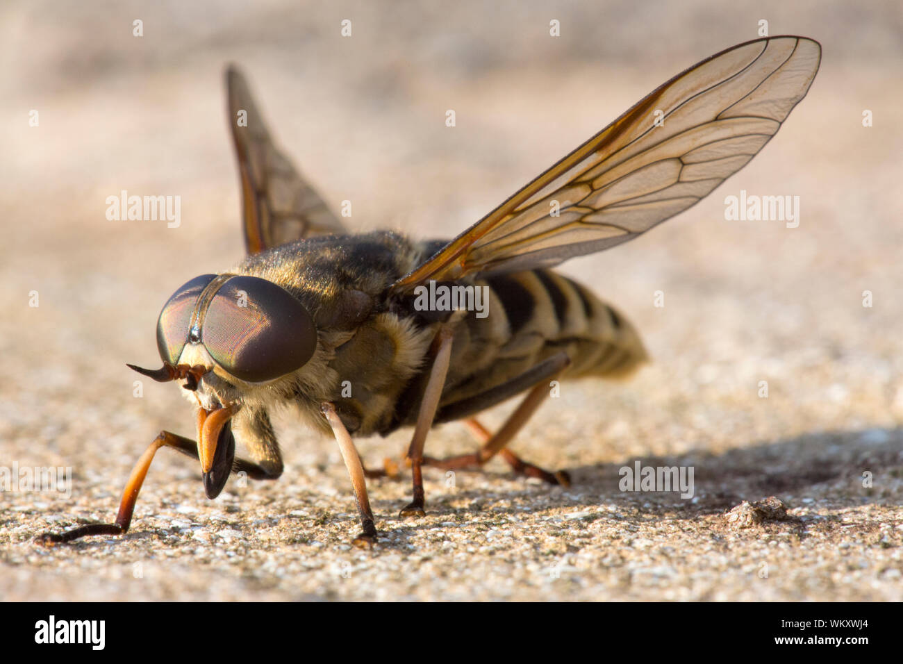 A large fly with compound eyes Stock Photo - Alamy