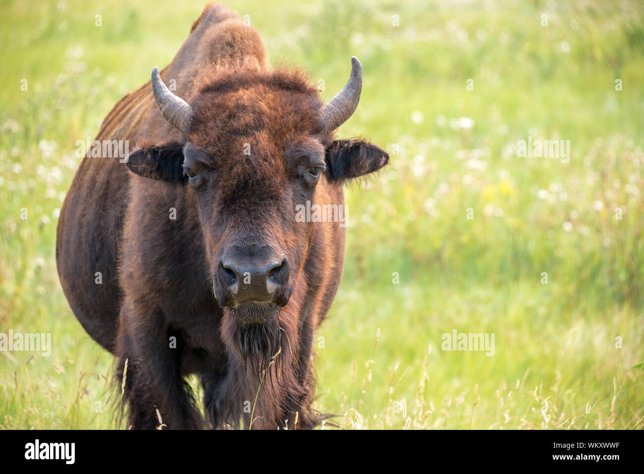 Bison icon hi-res stock photography and images - Alamy