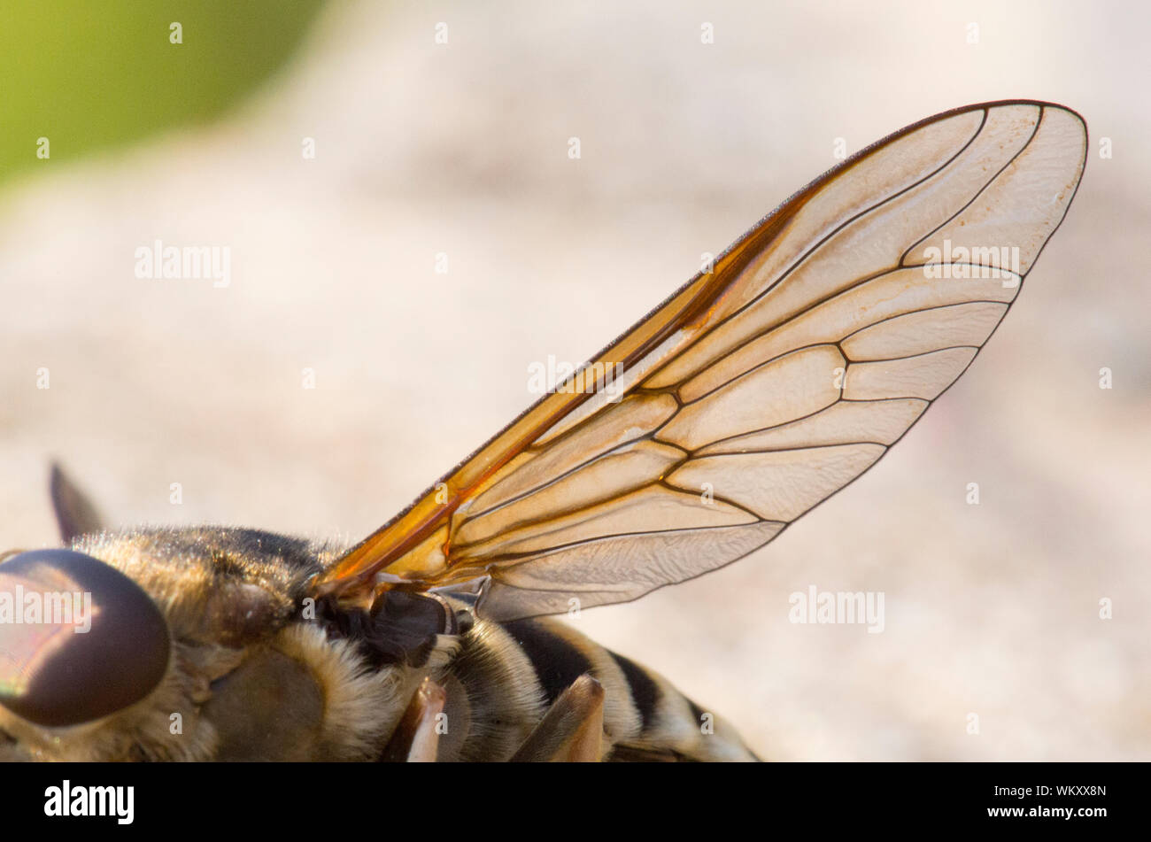 A large fly with compound eyes Stock Photo - Alamy