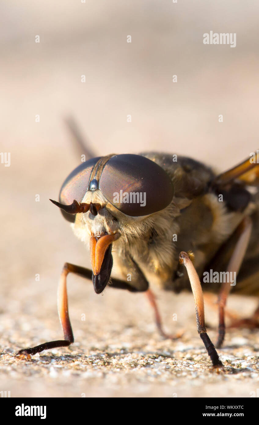 A large fly with compound eyes Stock Photo - Alamy