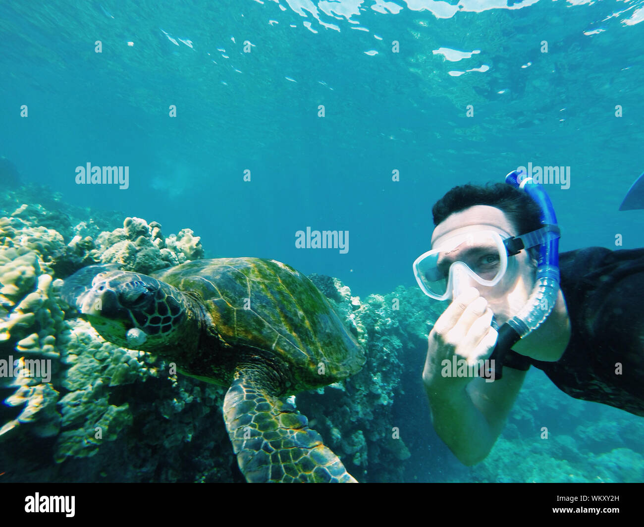 Man holding turtle hi-res stock photography and images - Alamy