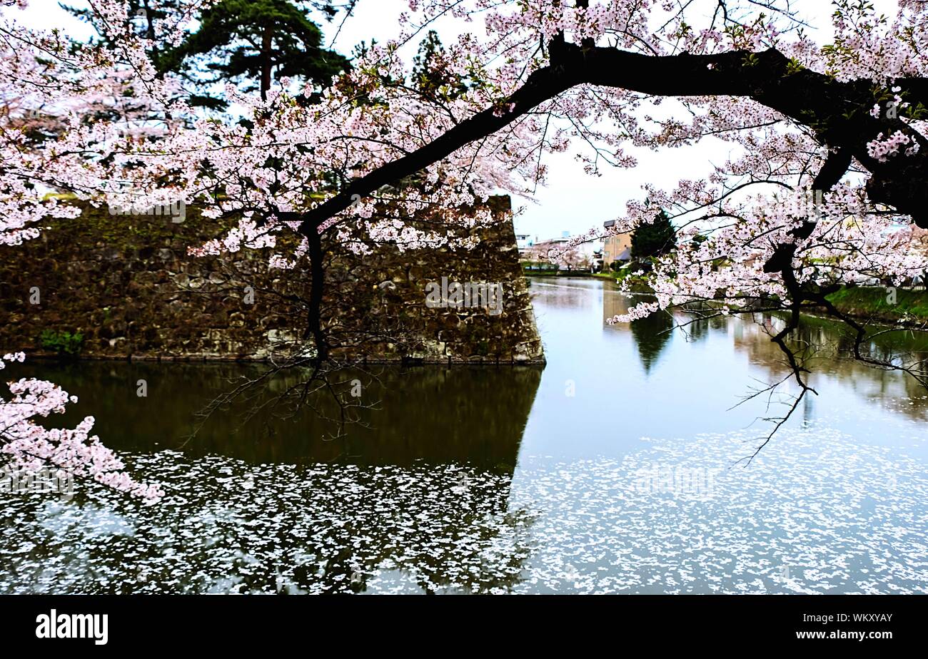 Cherry blossom tree on river hi-res stock photography and images - Alamy