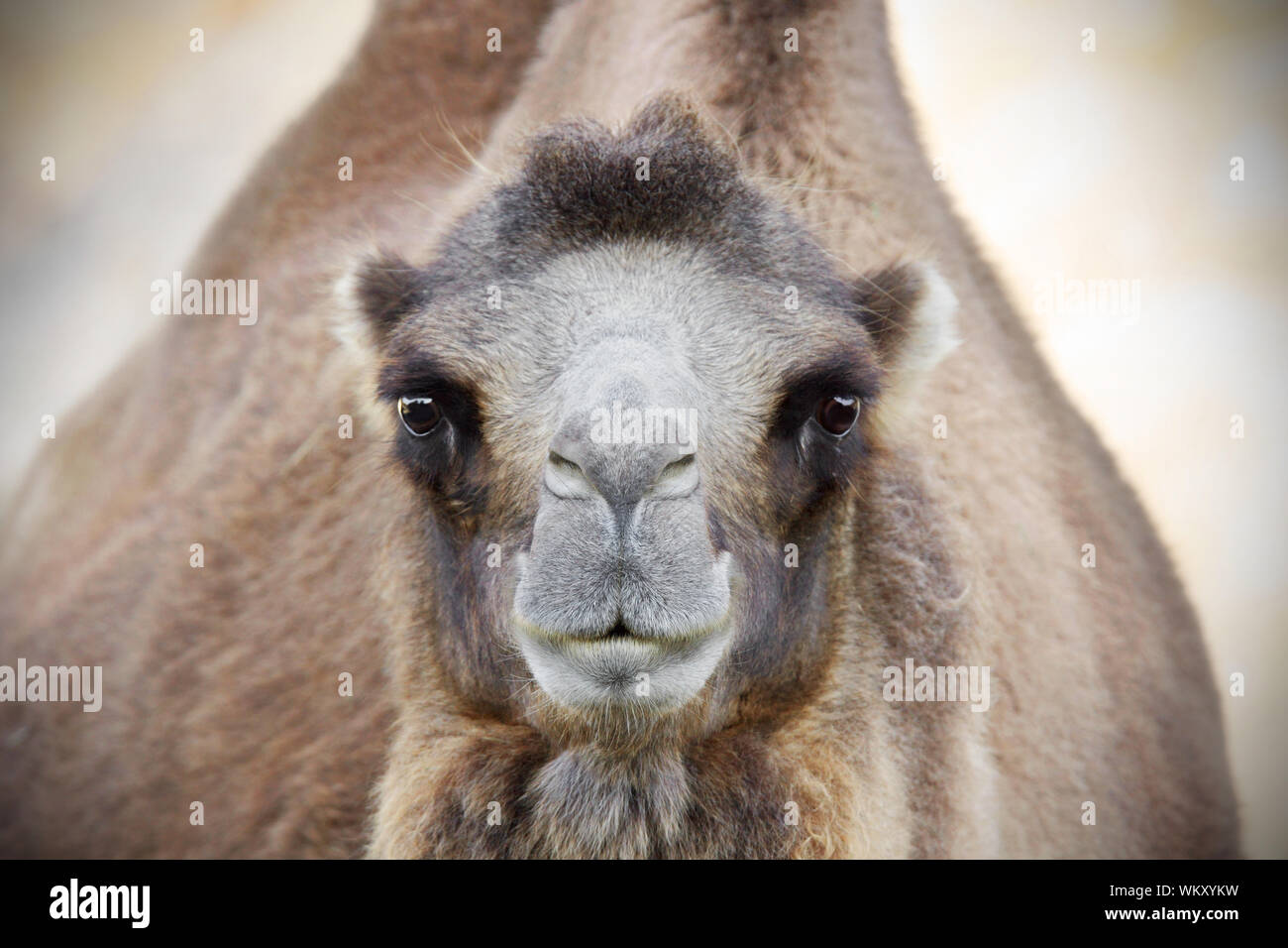 Funny face bactrian camel camelus hi-res stock photography and images ...