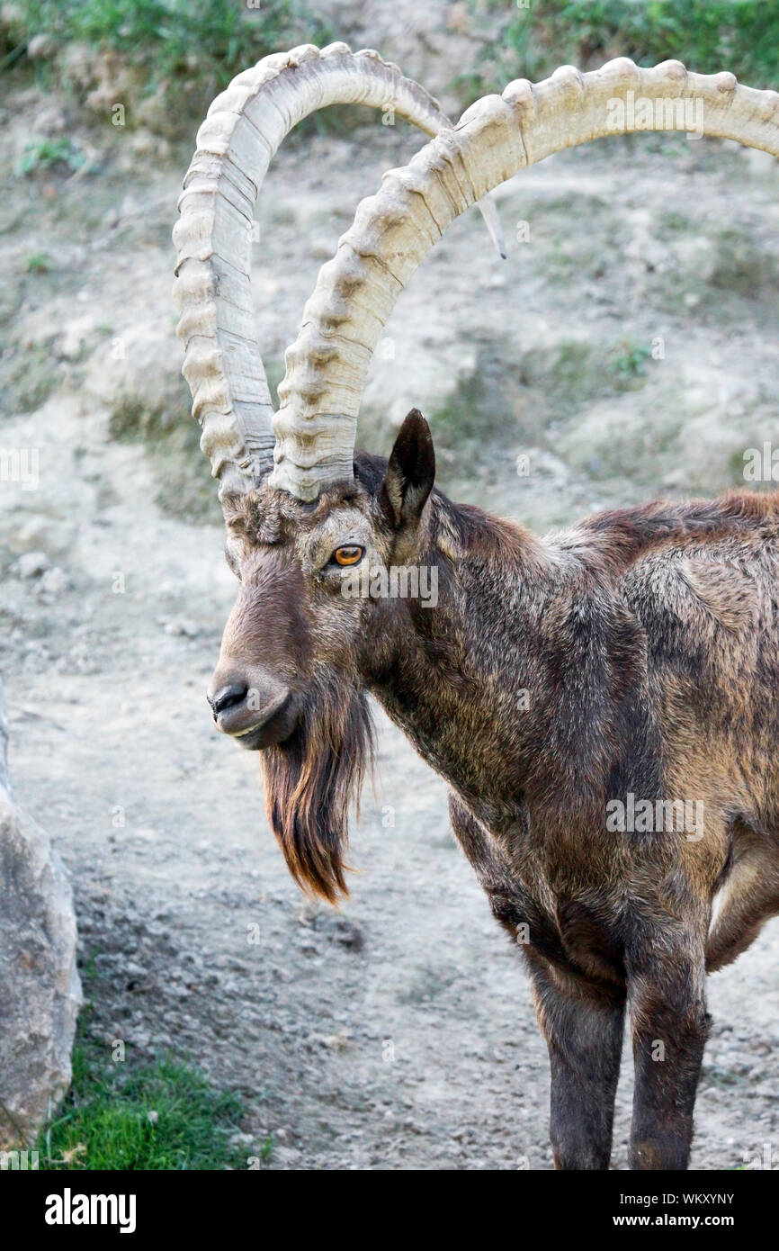 Male Siberian ibex, Capra sibirica, with his impressive horns Stock ...