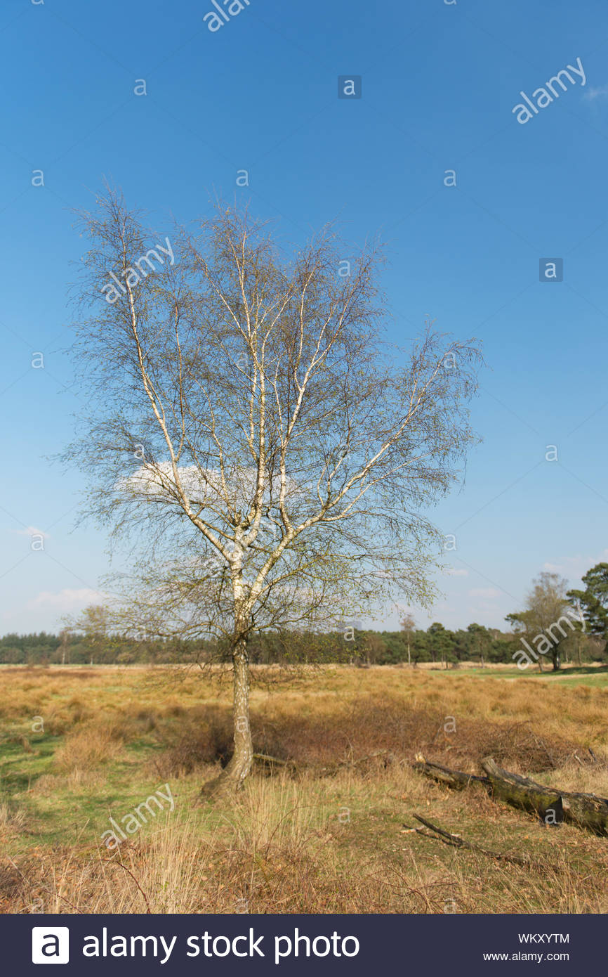 Birch Tree In Spring Stock Photos & Birch Tree In Spring Stock Images ...