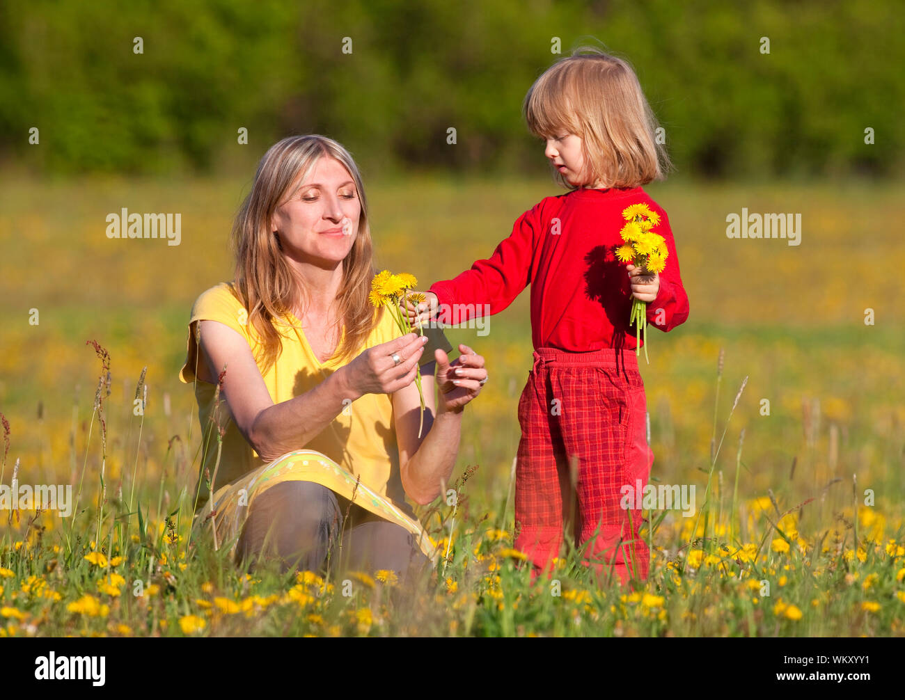 mother and son picking flowers at dandelion field in spring Stock Photo ...