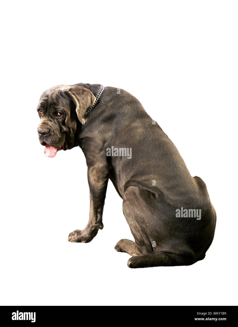 Big dog isolated on a white background Stock Photo - Alamy