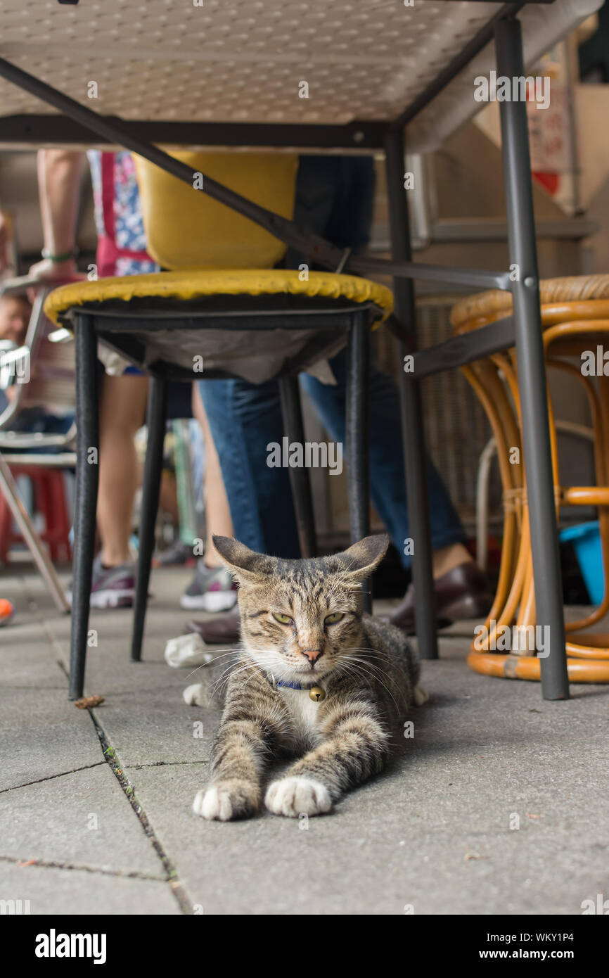 Kitten under table hi-res stock photography and images - Alamy