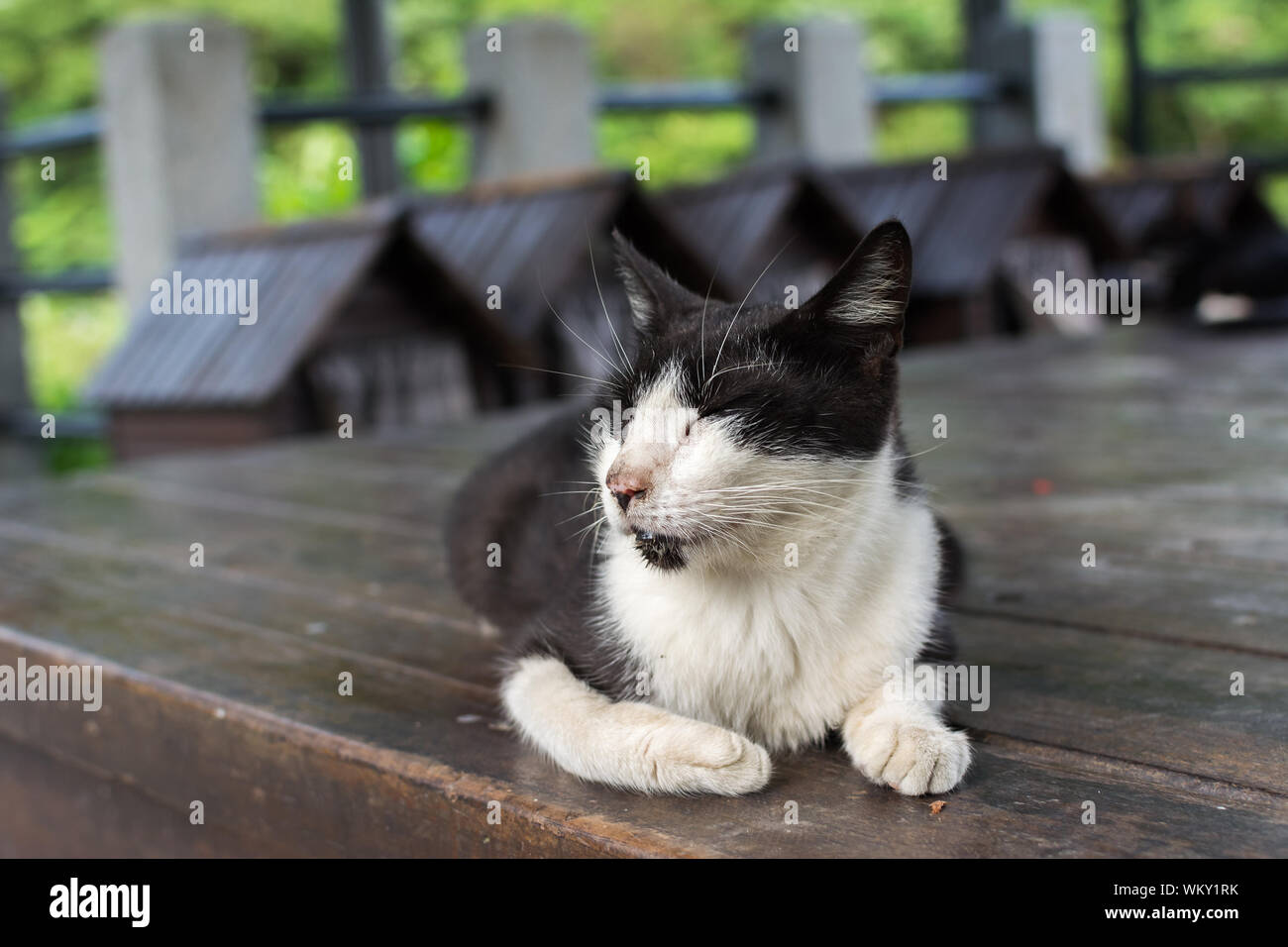 Tuxedo cat lying and sleeping on the chair made of wood in the cat ...