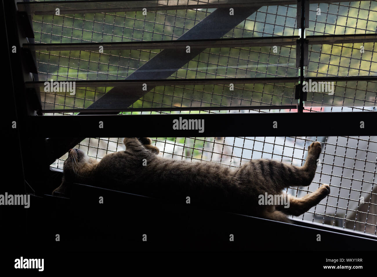 Silhouette of tabby cat supine on the famous bridge in the cat village ...
