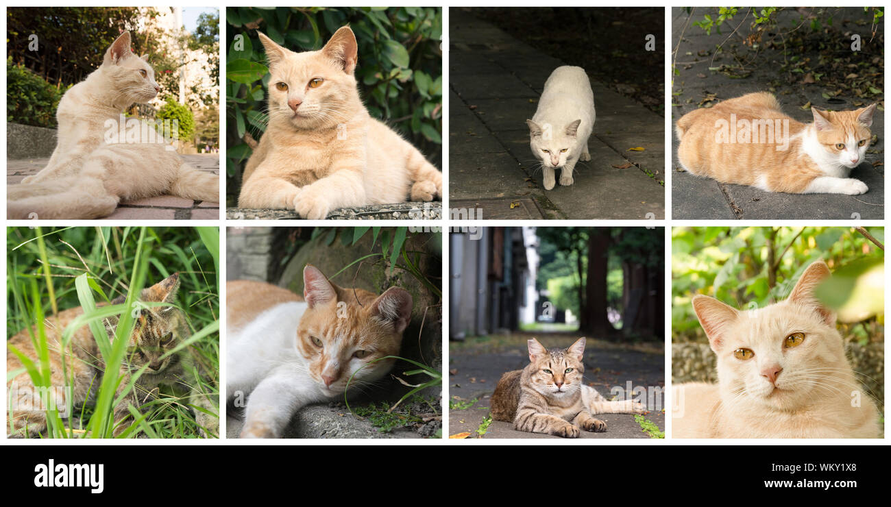 Life in daytime Cut Out Stock Images & Pictures - Alamy