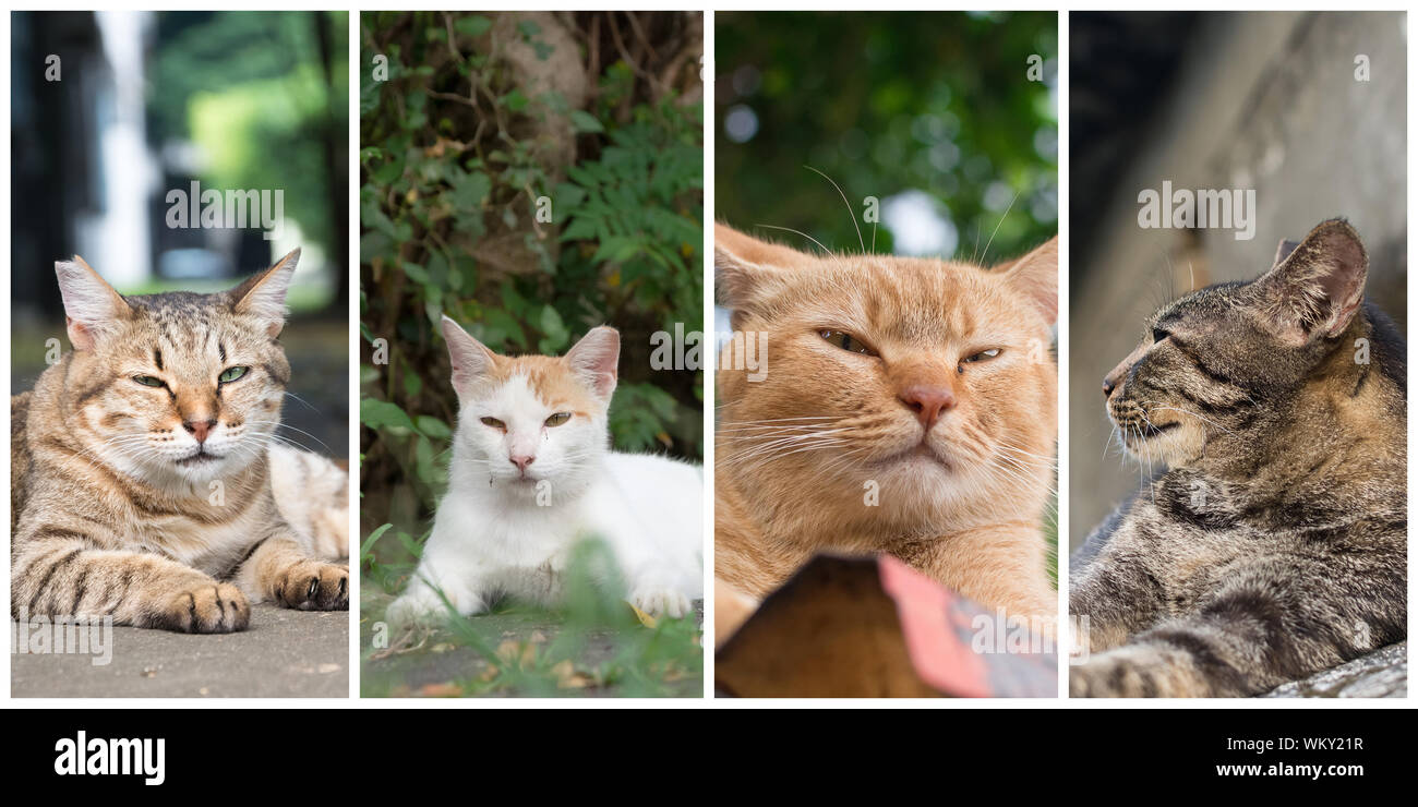 Collection of cat on the street in daytime Stock Photo - Alamy