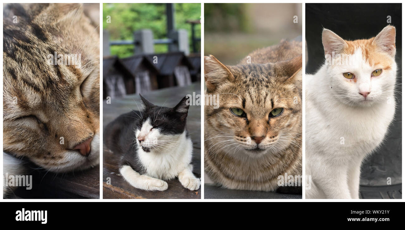 Collection of cat on the street in daytime Stock Photo - Alamy