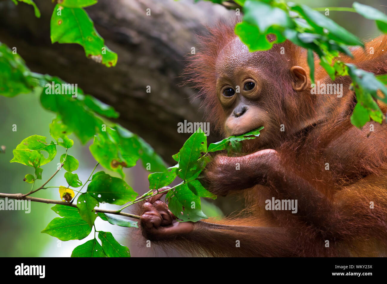 Orangutan in the jungle of Borneo, Malaysia Stock Photo - Alamy