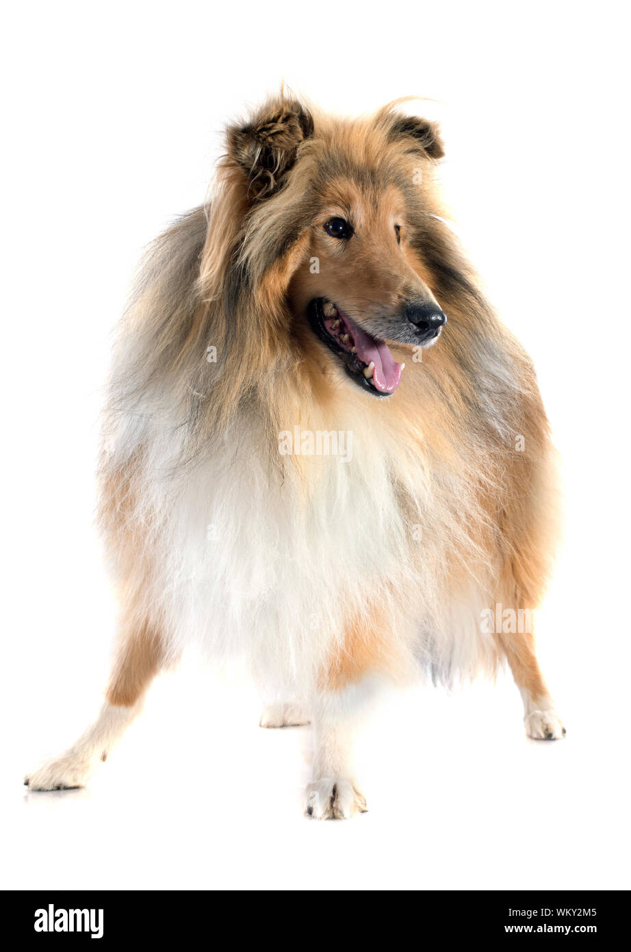 rough collie in front of white background Stock Photo - Alamy