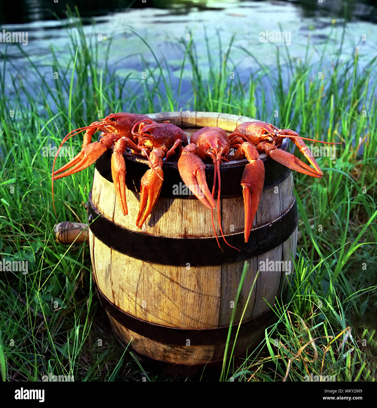 Crabs barrel hi-res stock photography and images - Alamy