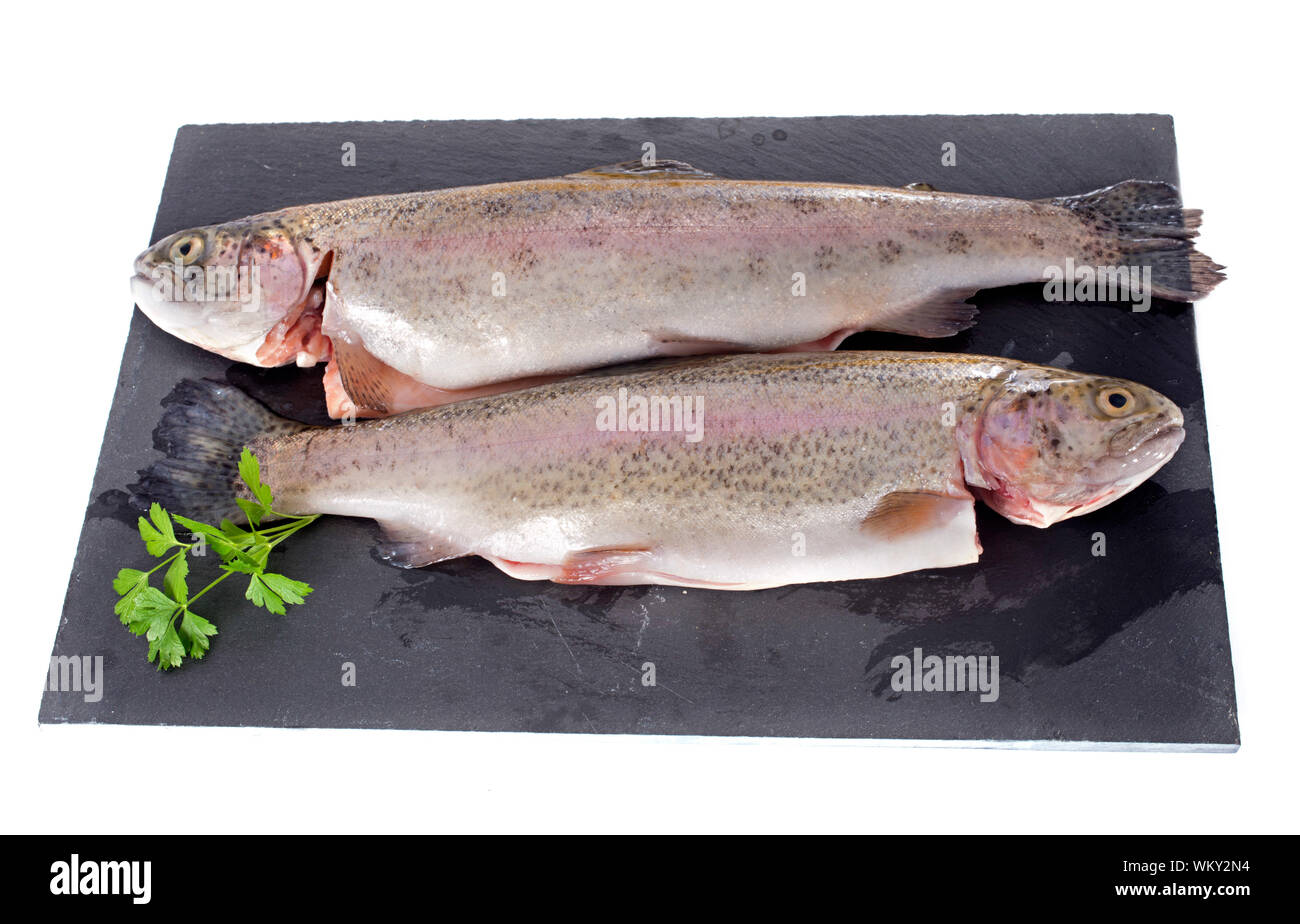 rainbow trout in front of white background Stock Photo - Alamy