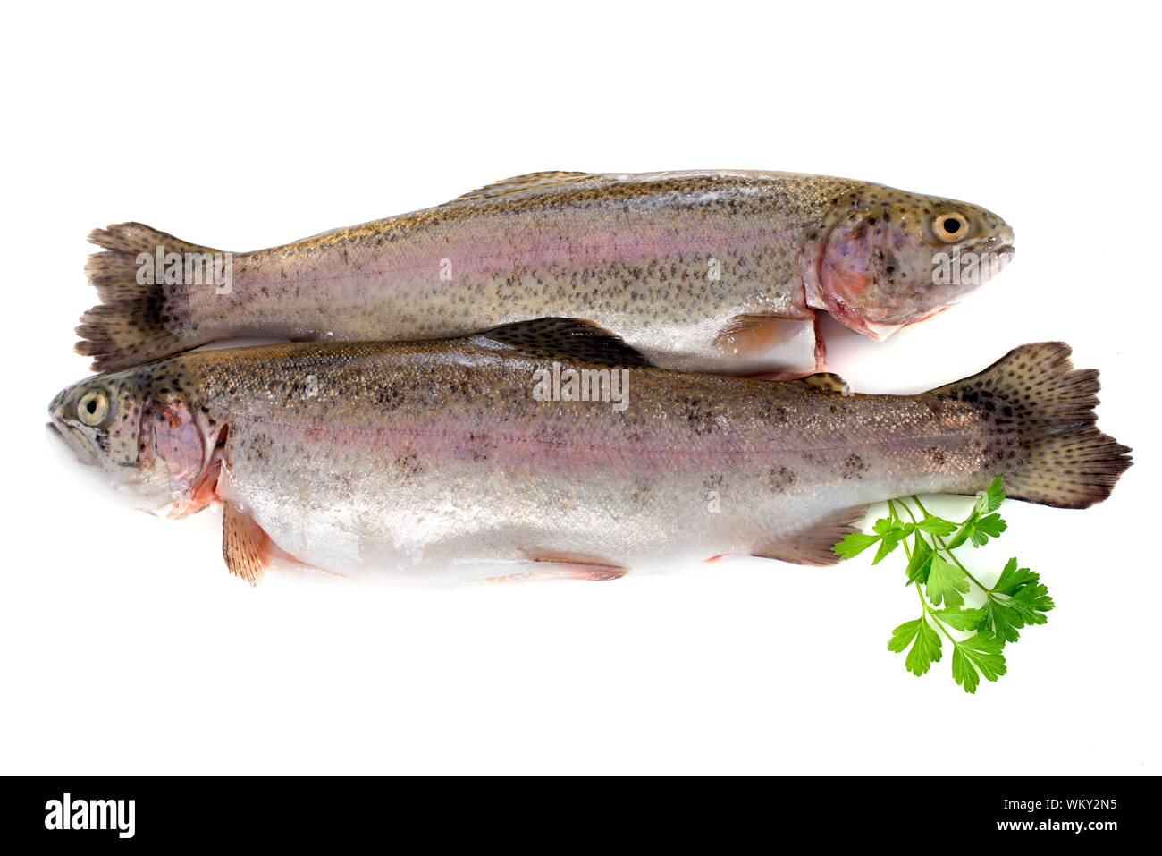 rainbow trout in front of white background Stock Photo - Alamy