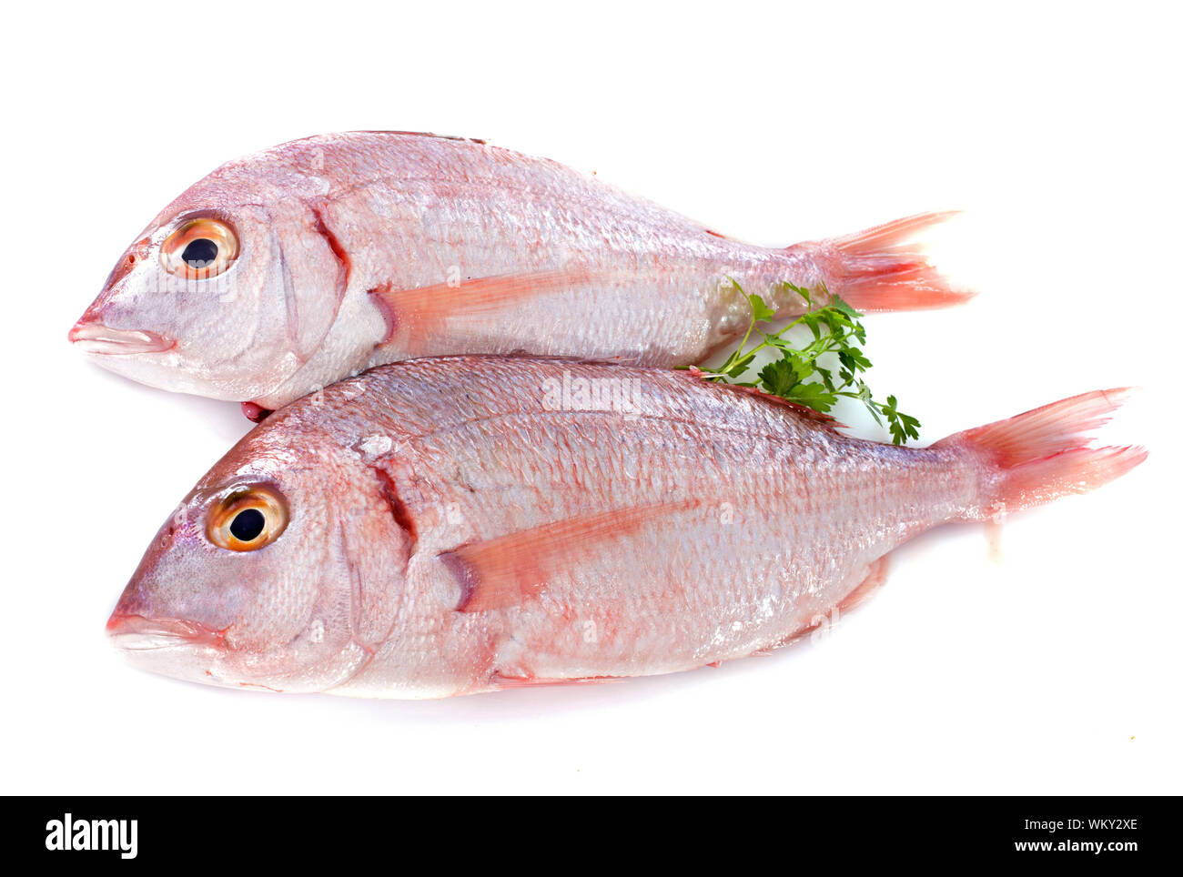 Red Snapper in front of white background Stock Photo - Alamy