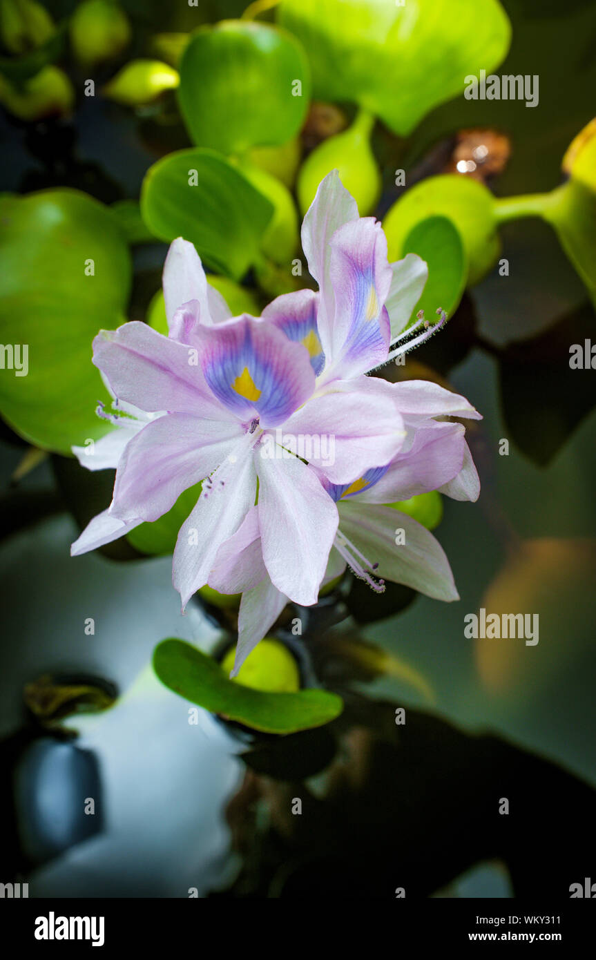Water Hyacinth Drawing For Kids