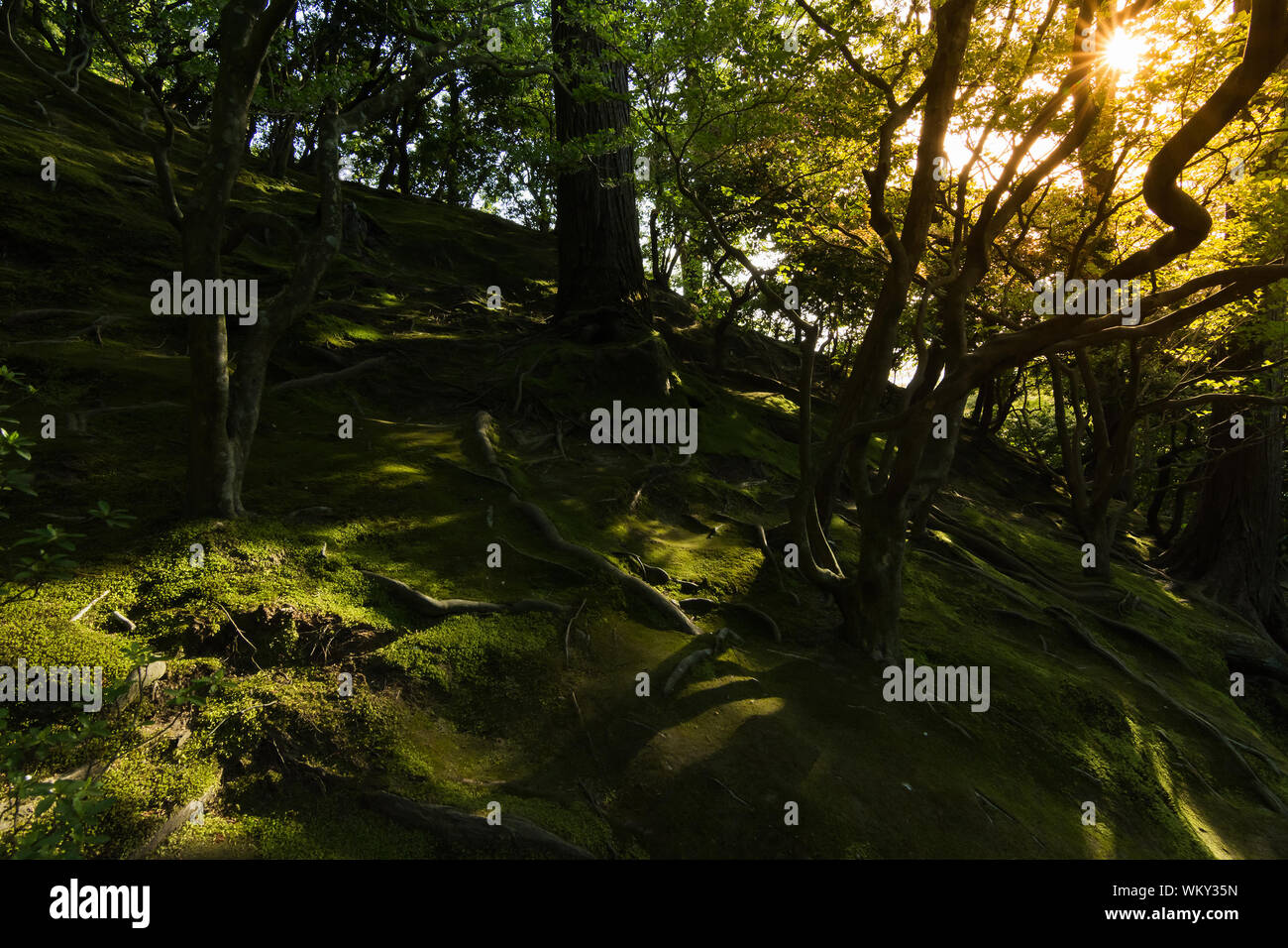 A wide variety of trees and greenery in the Japanese garden of ...