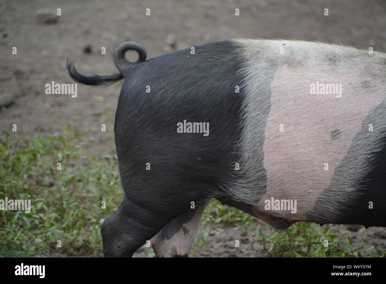 Domestic Pig Side View High Resolution Stock Photography and Images - Alamy