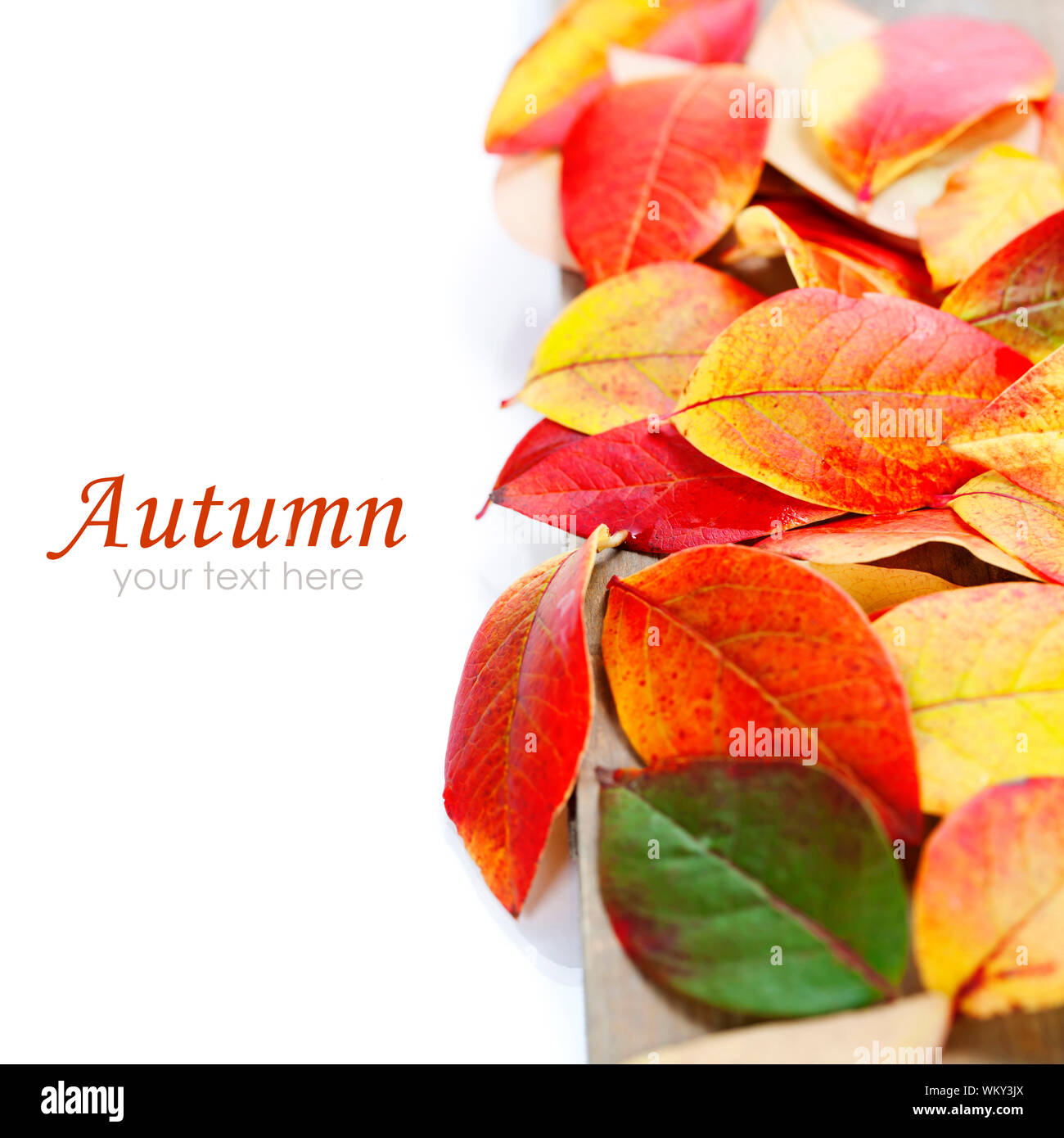 Autumn Leaves on white background (with easy removable sample text ...
