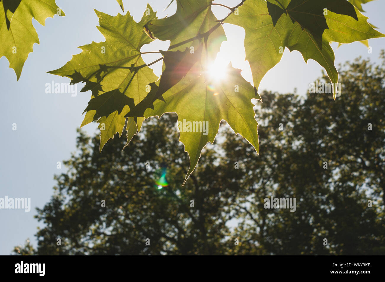Sun streaming through the leaves hi-res stock photography and images ...