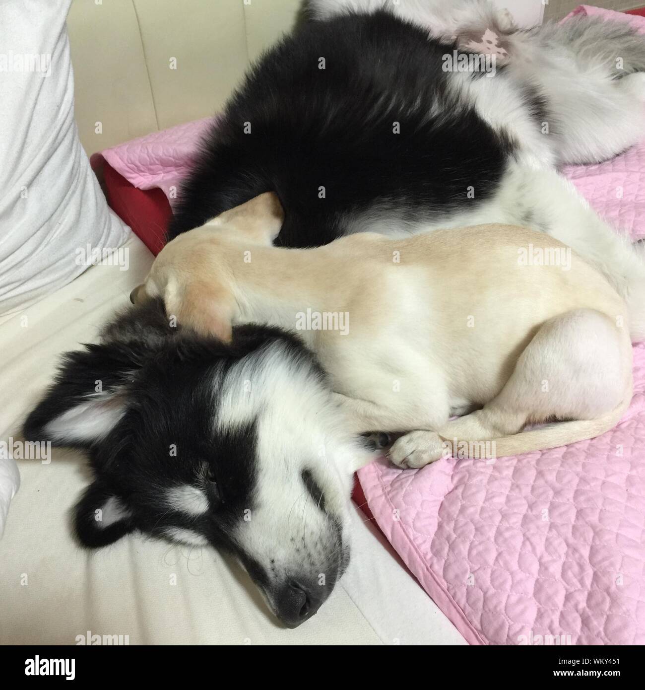 Two dogs bed hi-res stock photography and images - Alamy