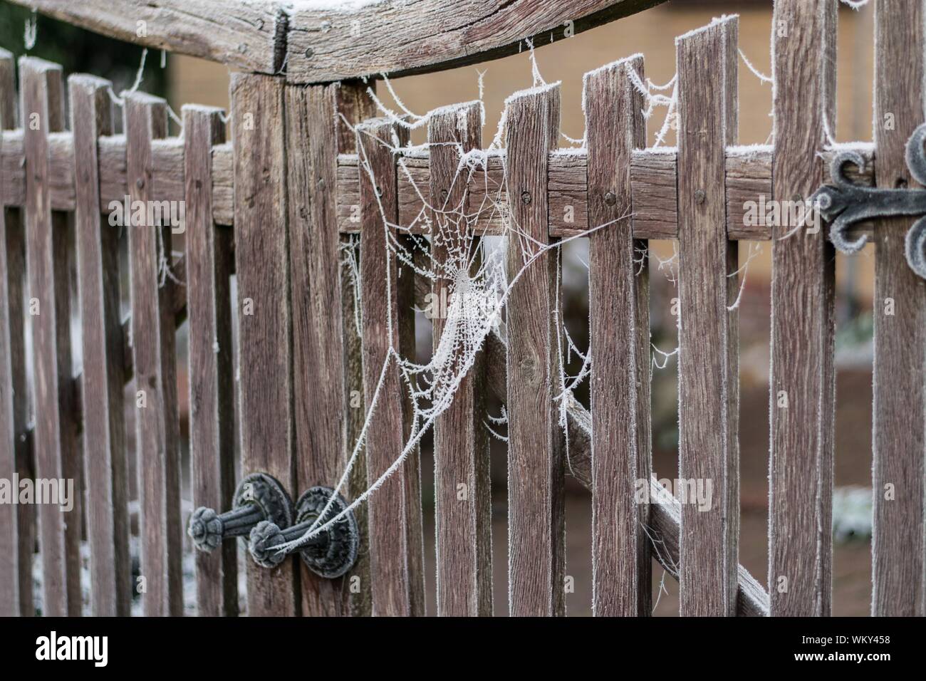 Spider Web Gate High Resolution Stock Photography and Images - Alamy
