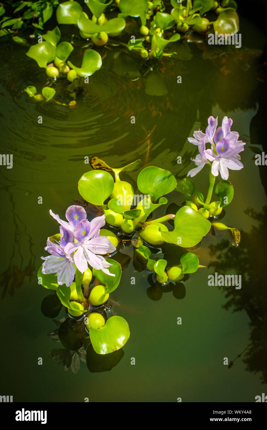 Eichhornia flowering water hyacinth floaters in man made backyard pond ...