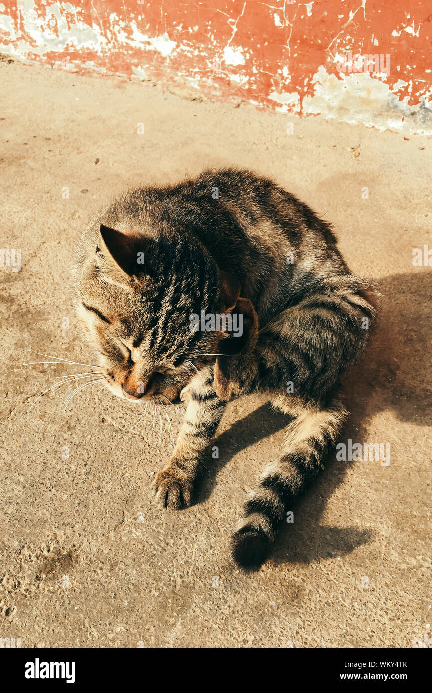 Scratching Ear High Resolution Stock Photography and Images - Alamy