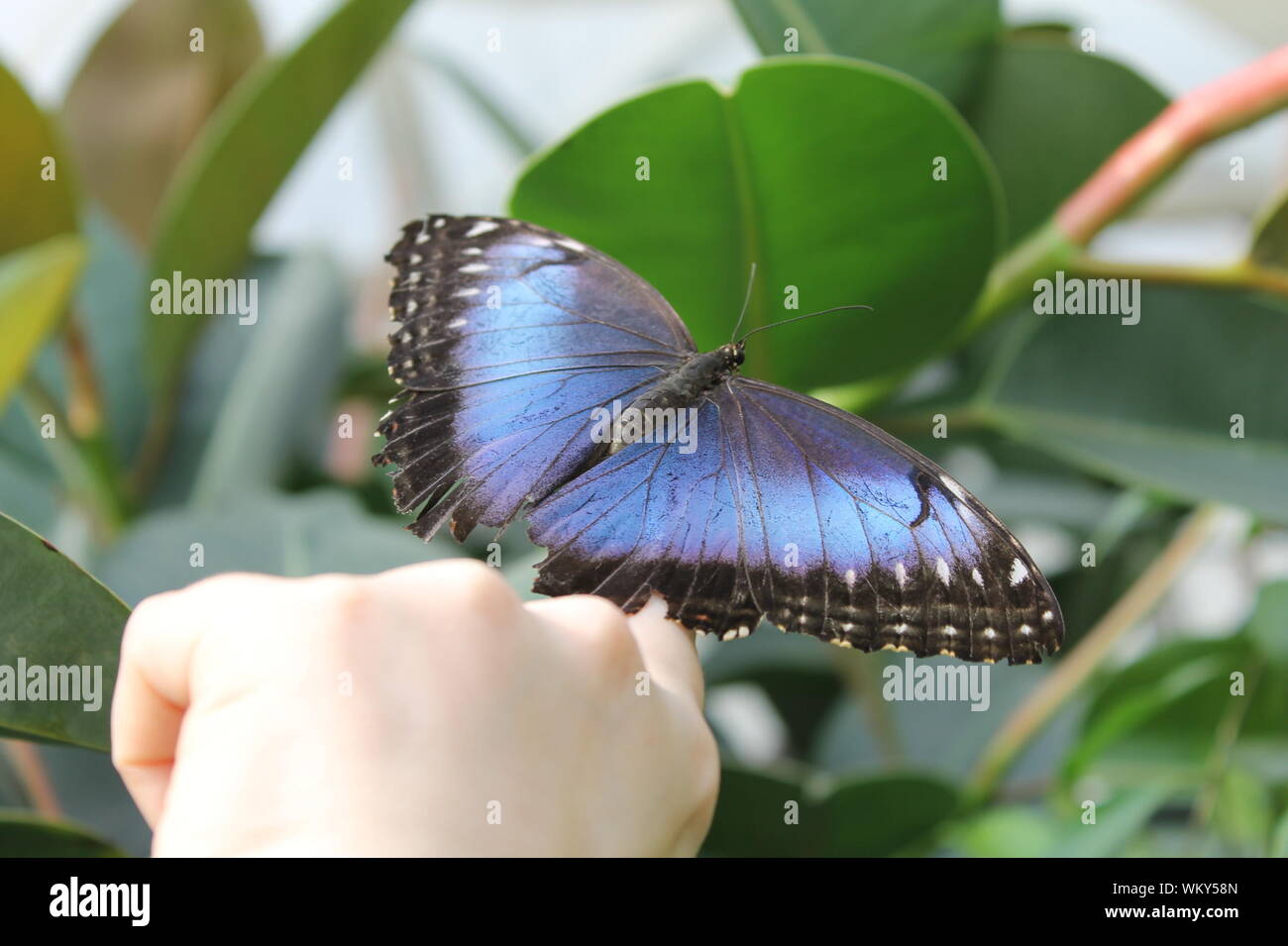 Morpho body hi-res stock photography and images - Alamy