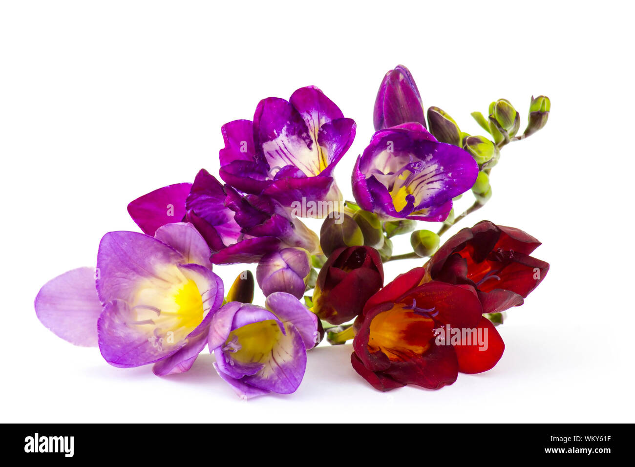 Blooming Freesia. Isolated on white background Stock Photo - Alamy