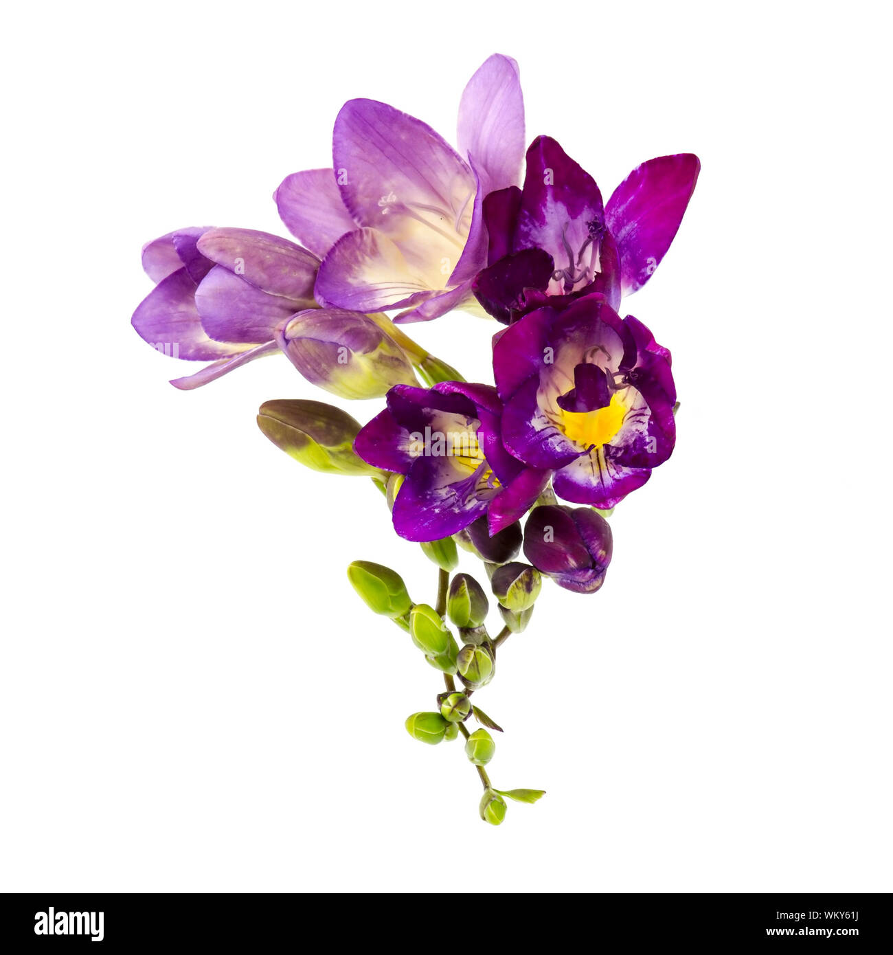Blooming Freesia. Isolated on white background Stock Photo - Alamy