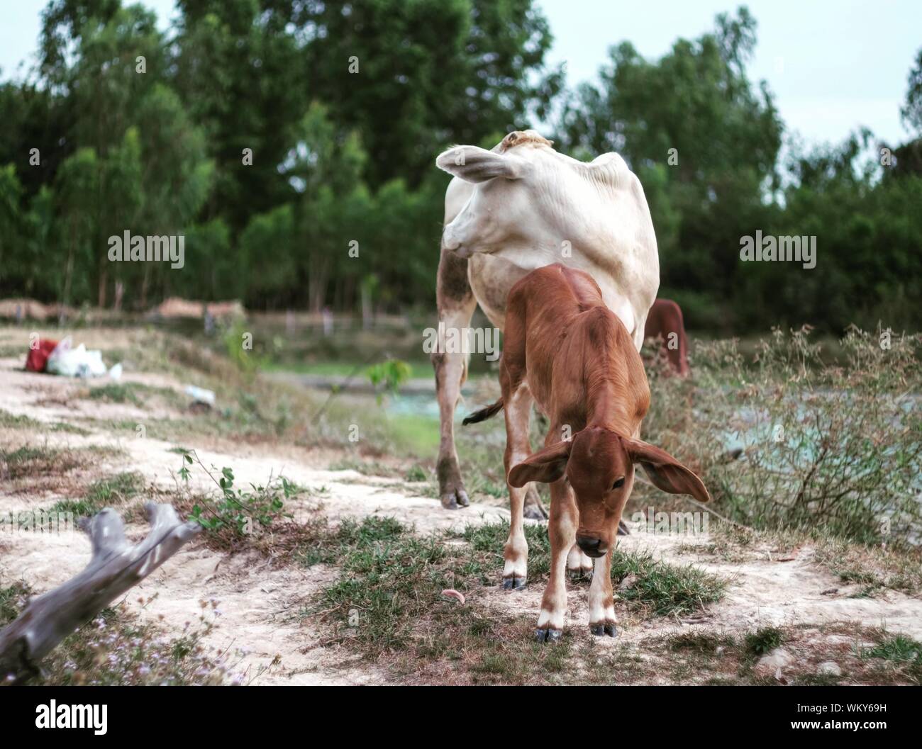 Brown cow and calf standing hi-res stock photography and images - Alamy
